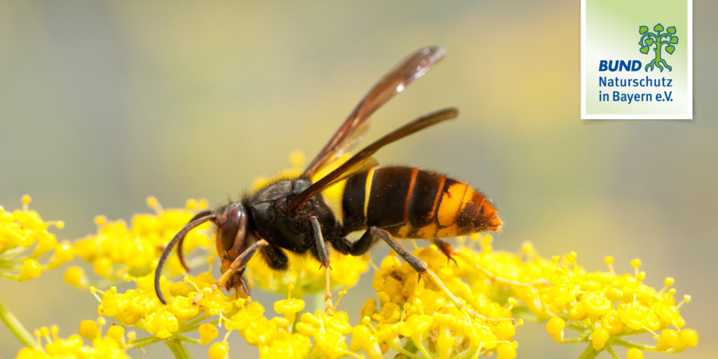 Die asiatische Hornisse - bitte (richtig) melden! - BUND Naturschutz ...