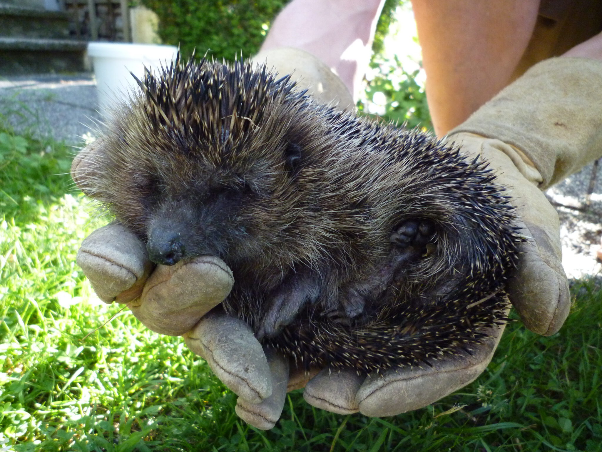 Igel - BUND Naturschutz Kreisgruppe München